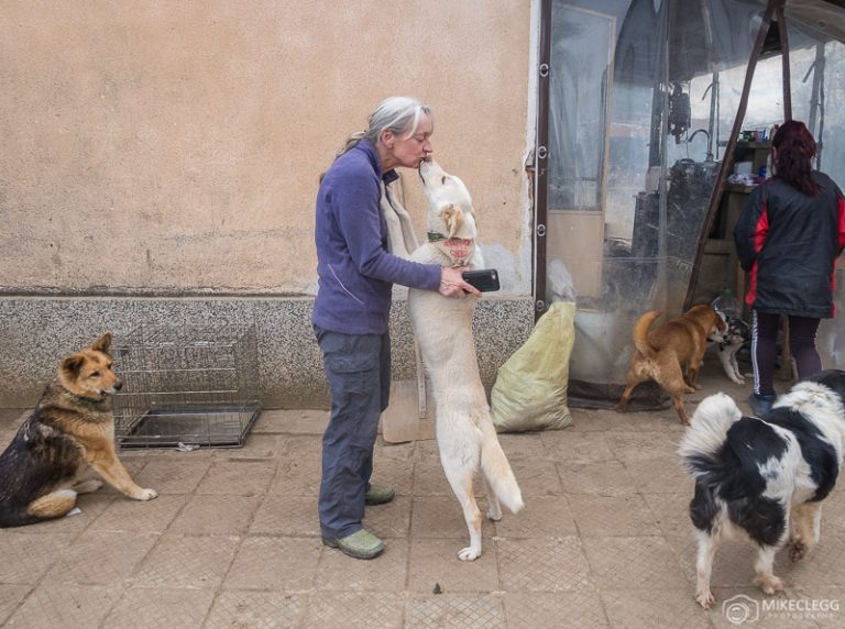 Helen's House of Hope - Dog Sanctuary | TAD