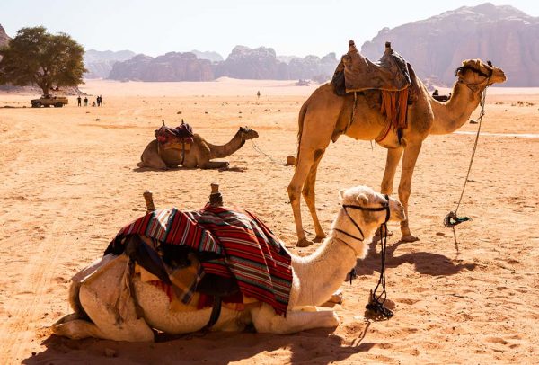 A Travel Guide for Visiting Petra and Wadi Rum | TAD